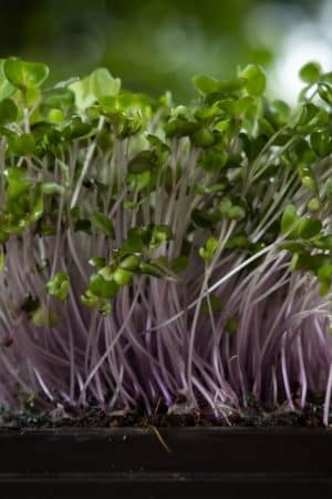 7 Best Microgreens to Eat and Grow - Clean Eating Kitchen