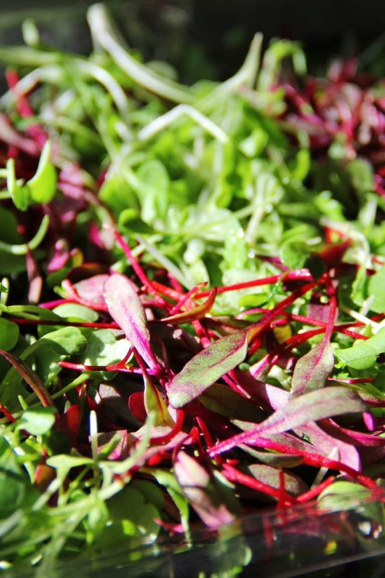 7 Best Microgreens to Eat and Grow - Clean Eating Kitchen