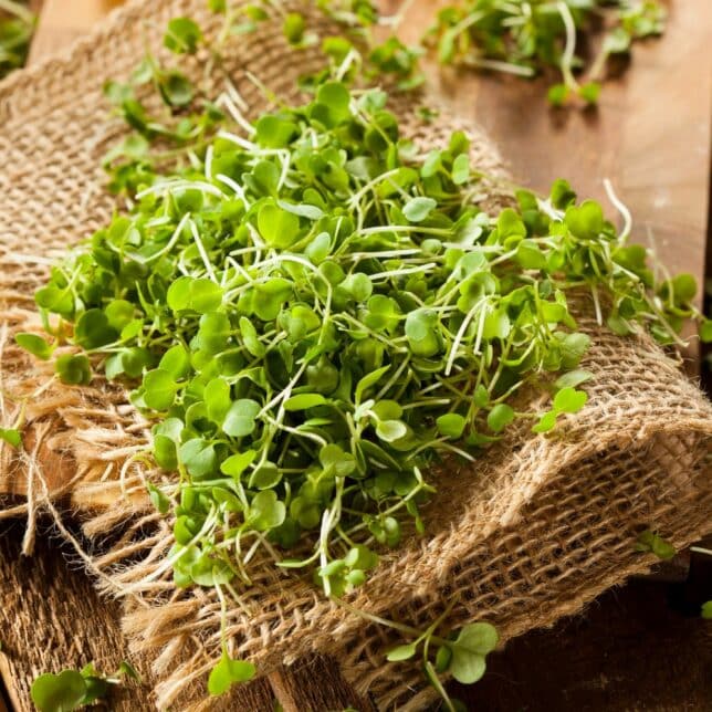 Broccoli Microgreens: Benefits and How to Grow - Clean Eating Kitchen