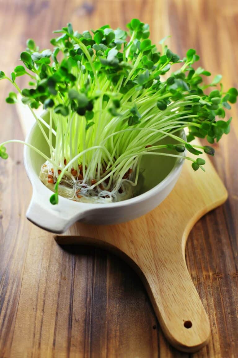 Broccoli Microgreens: Benefits and How to Grow - Clean Eating Kitchen