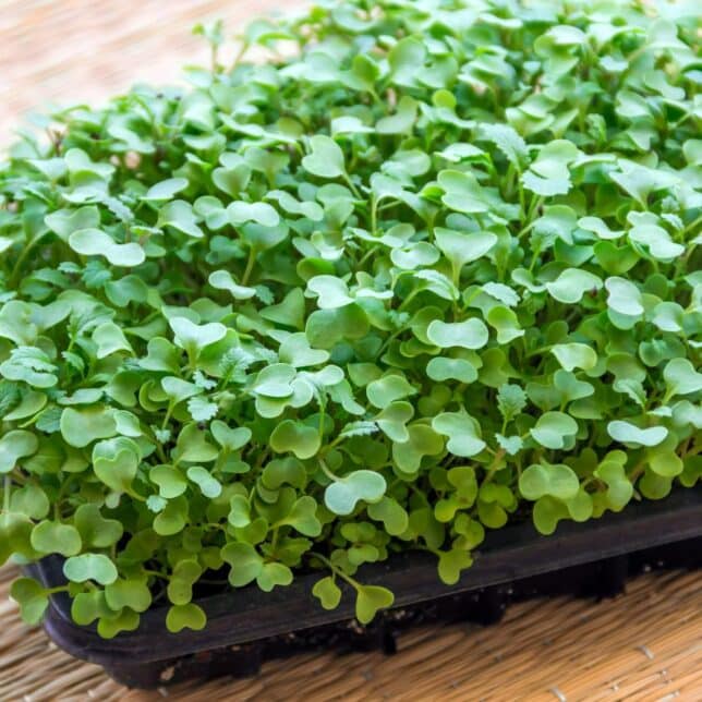 Arugula Microgreens 101: Benefits and How to Grow
