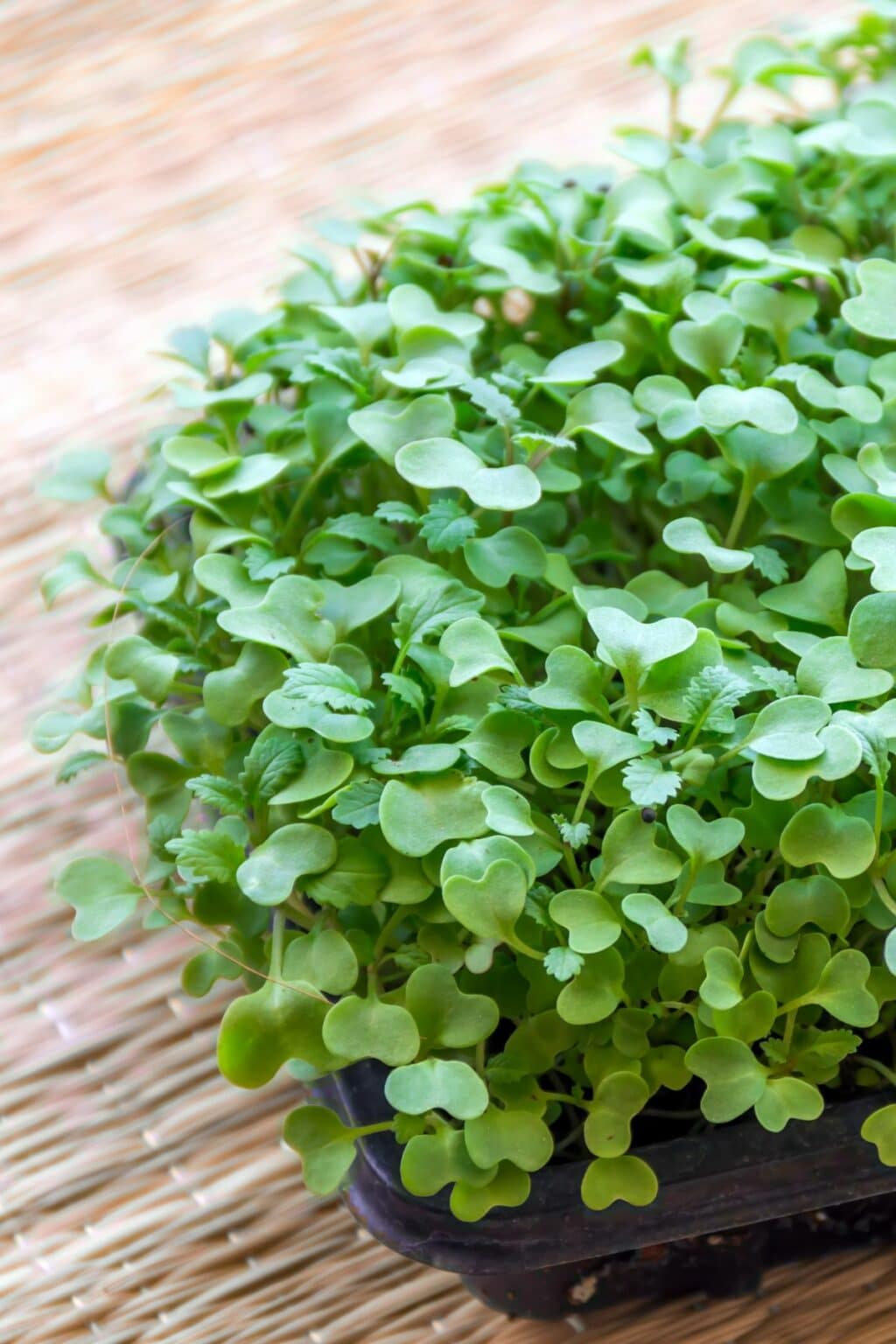 Kale Microgreens 101: Benefits and How to Grow - Clean Eating Kitchen