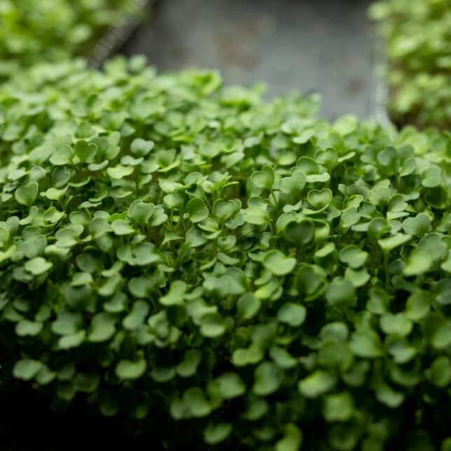 Arugula Microgreens 101: Benefits and How to Grow