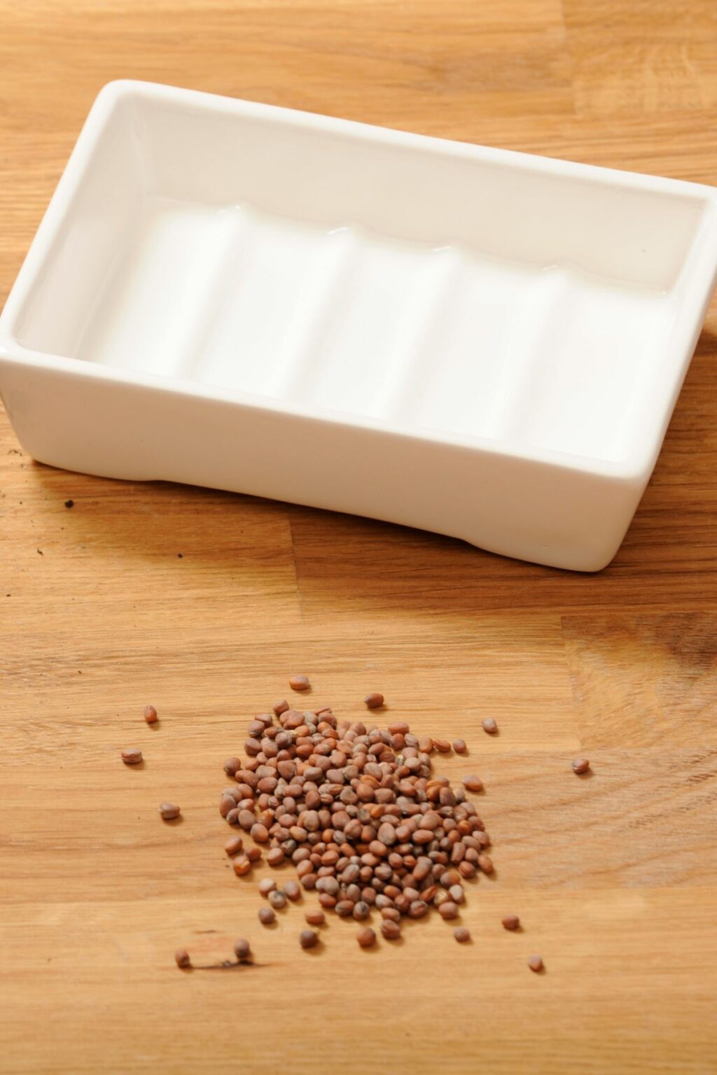 Radish Microgreens 101: Benefits and How to Grow